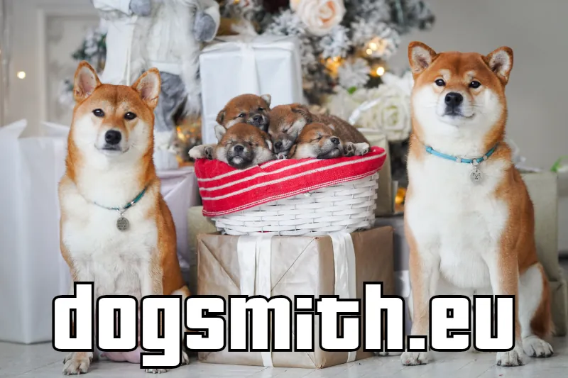 Dogsmith kennel. Shiba Inu puppies